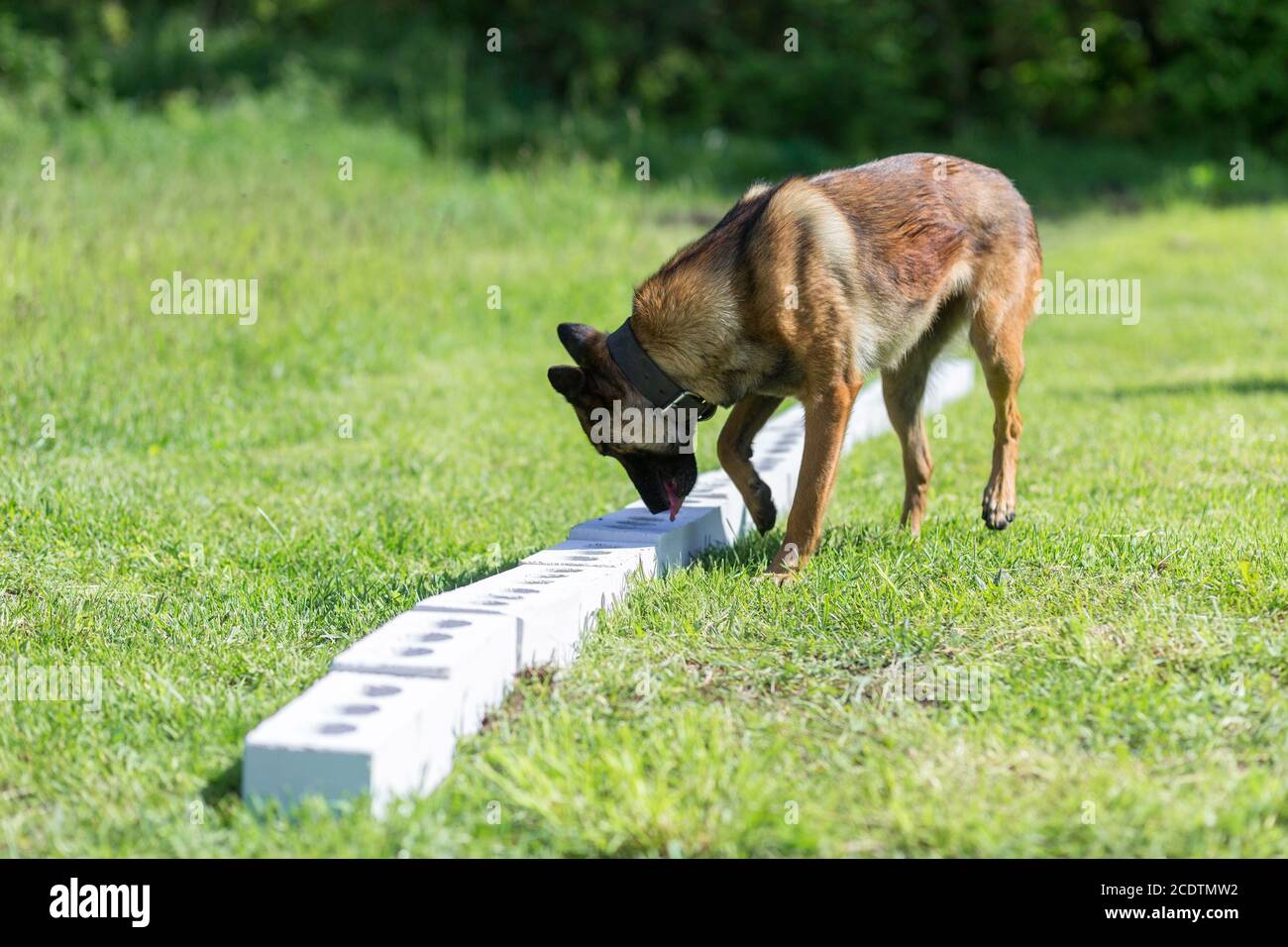 A Bengal Sheepdog sniffs a row of brick in search of one with a hidden ...