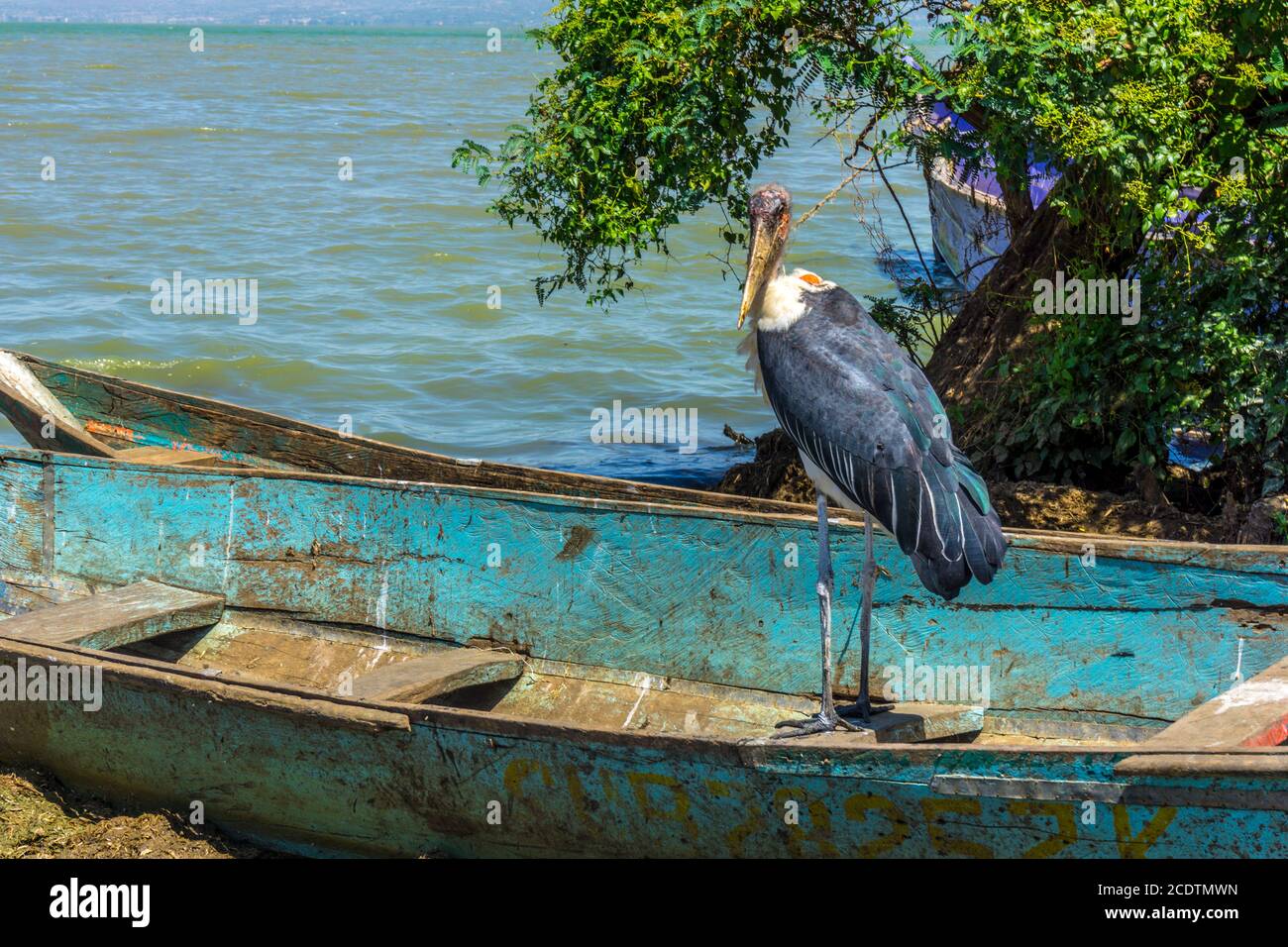 Marabu hi-res stock photography and images - Alamy
