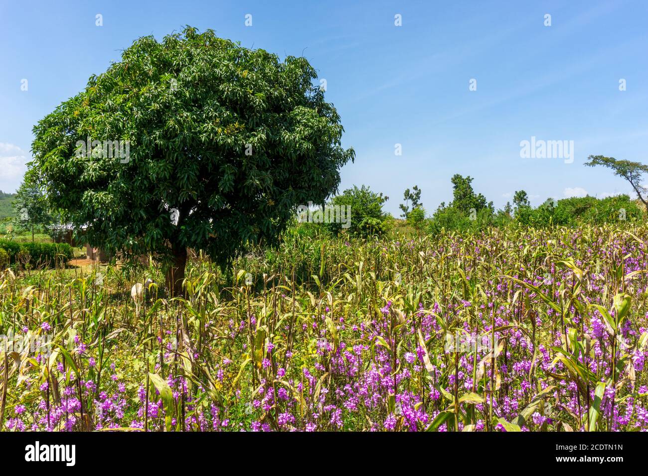 Mango tree in Cornfield in Kenya Stock Photo - Alamy
