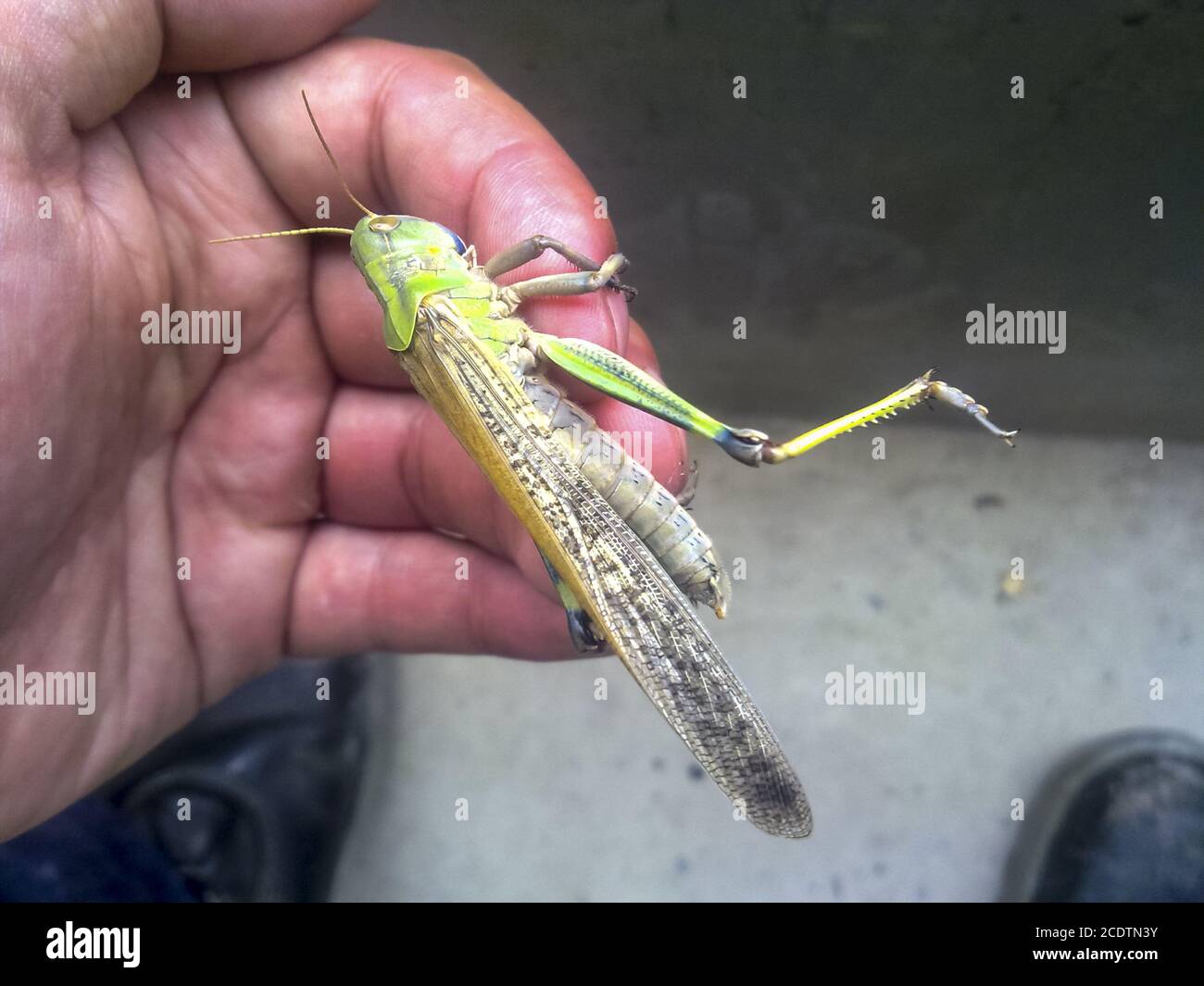 Locusts on the man's hand. orthopteran insect Stock Photo - Alamy