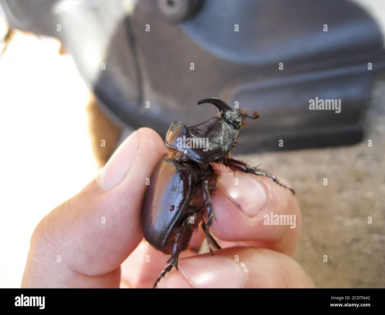 Rhinocerosbeetle hi-res stock photography and images - Alamy