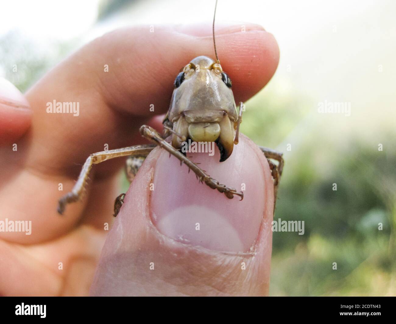A brown grasshopper in man's pockets. the jaws of a grasshopper Stock ...