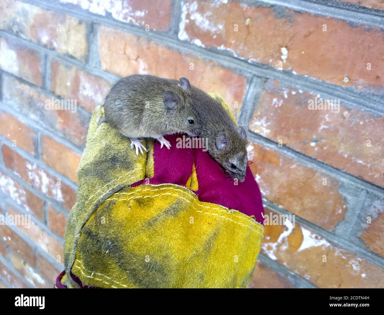 House mice hi-res stock photography and images - Alamy