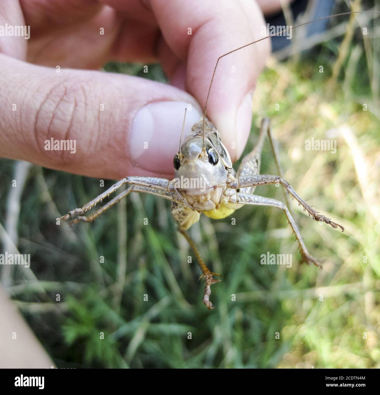 A brown grasshopper in man's pockets. the jaws of a grasshopper Stock ...