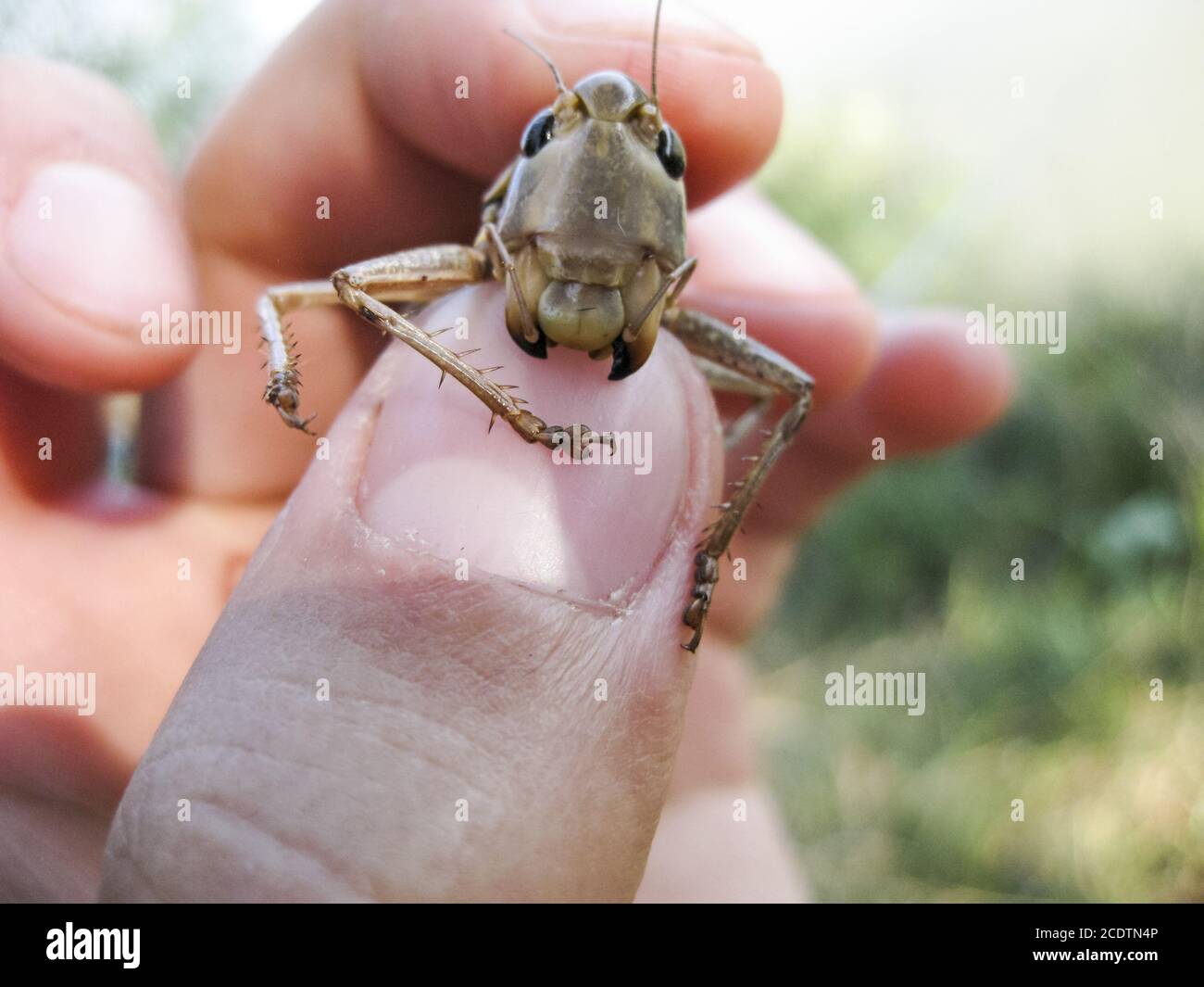 A brown grasshopper in man's pockets. the jaws of a grasshopper Stock ...