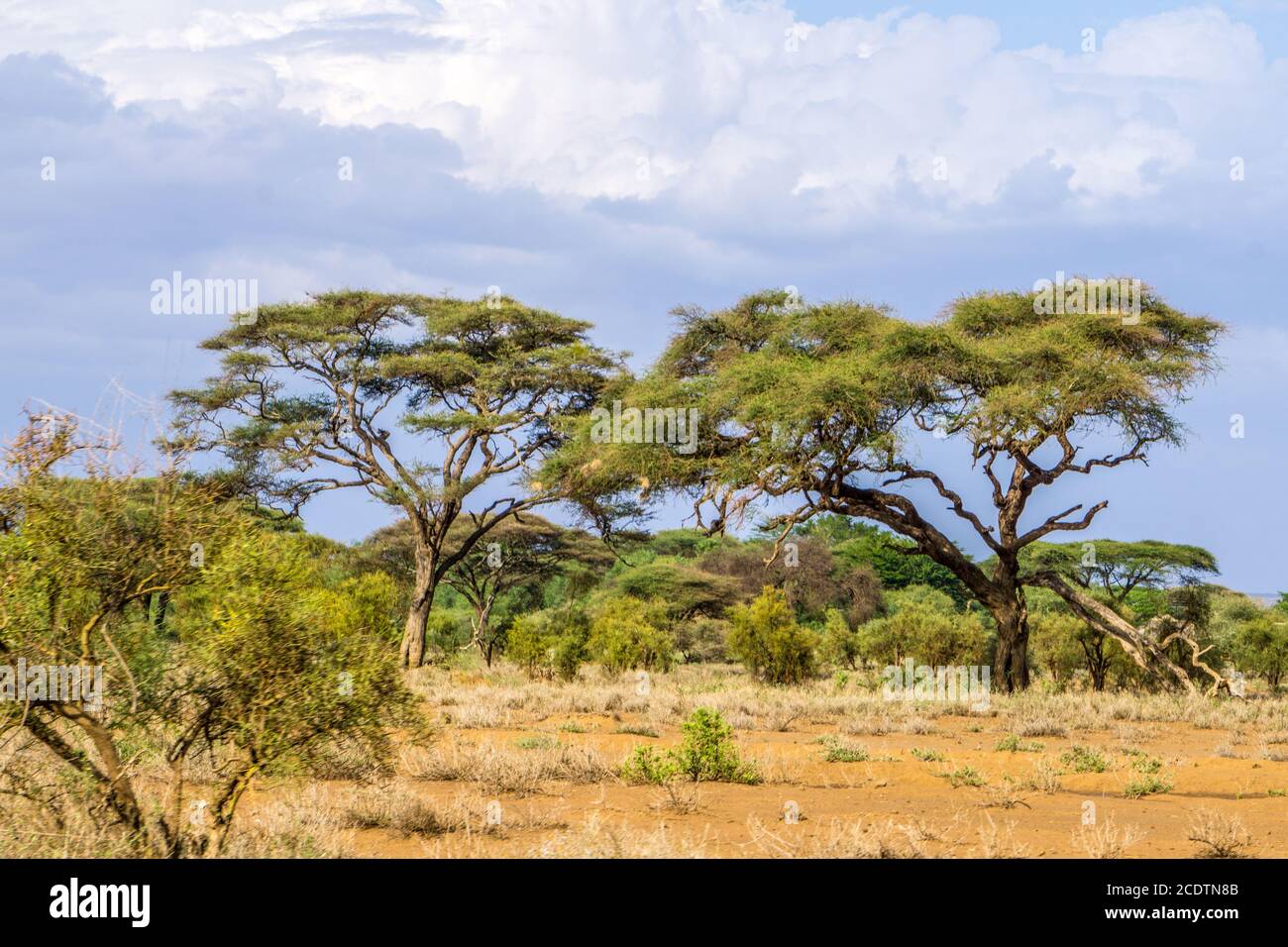 Landscape with african trees in Kenya Stock Photo - Alamy