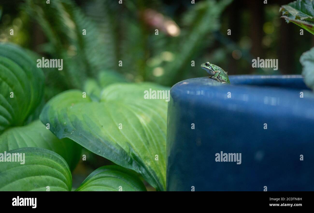 Terracotta frog hi-res stock photography and images - Alamy