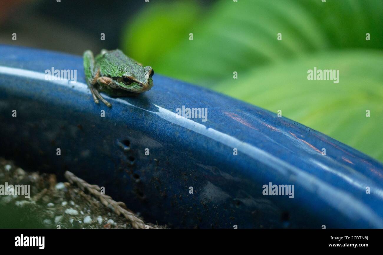 Pacific tree frog, aka, Pacific chorus frog (Pseudacris regilla) on a ...