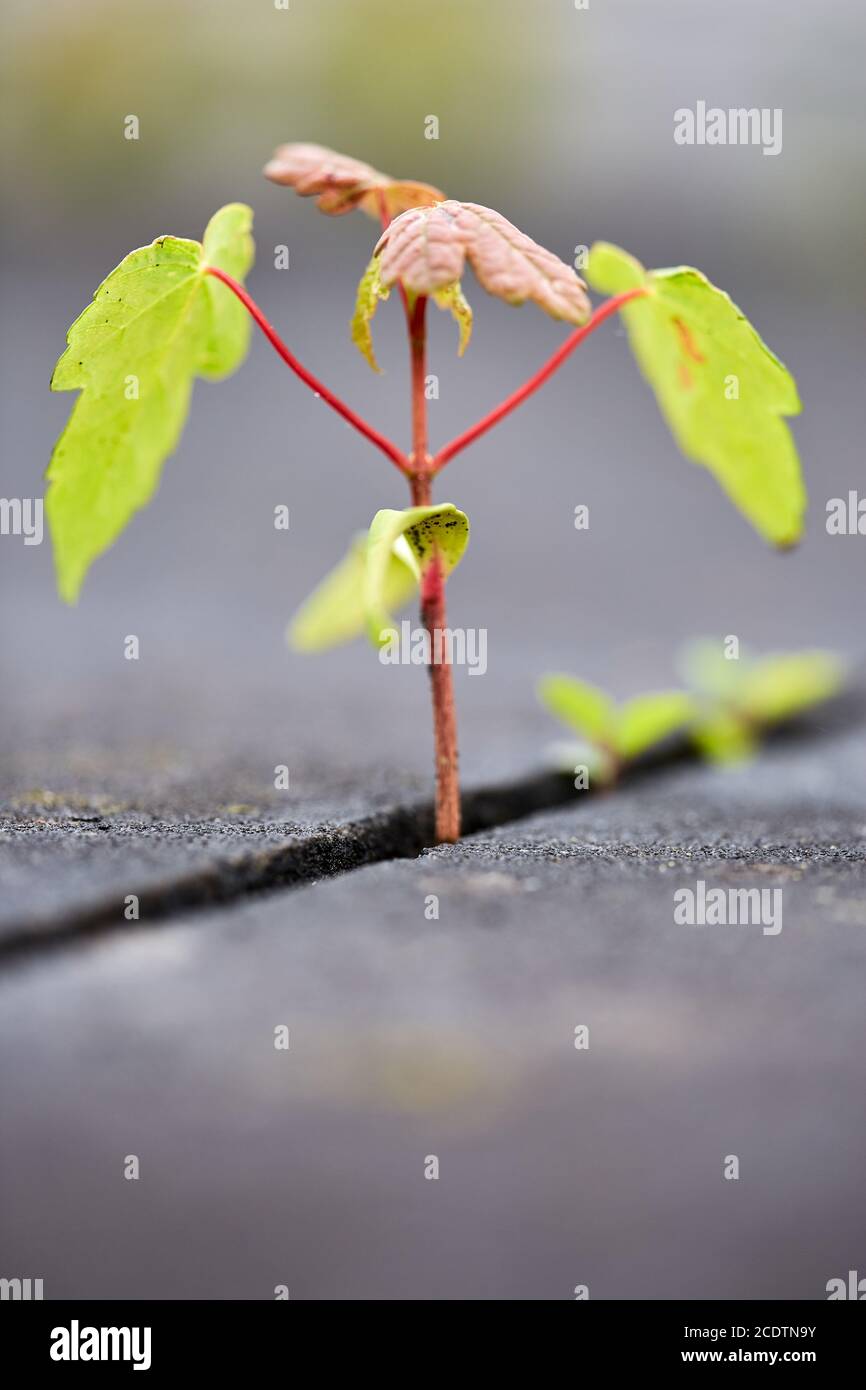Young tree between concrete Stock Photo - Alamy
