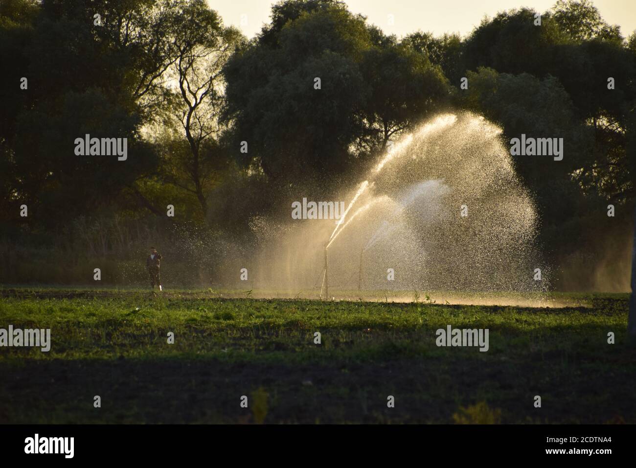 Irrigation system in field of melons. Watering the fields. Sprinkler ...
