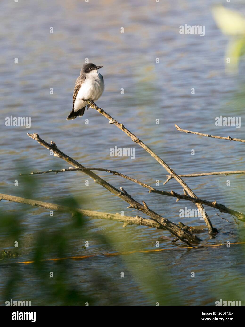 Eastern kingbird in flight hi-res stock photography and images - Alamy