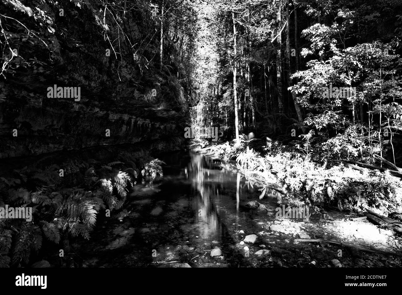 Still freshwater pond with lazy water deep in the BLue Mountains of ...