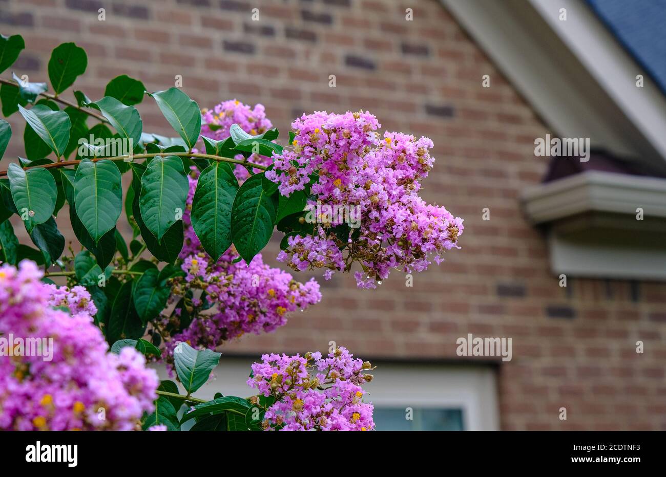Pink Crepe Myrtle in Rain Stock Photo - Alamy