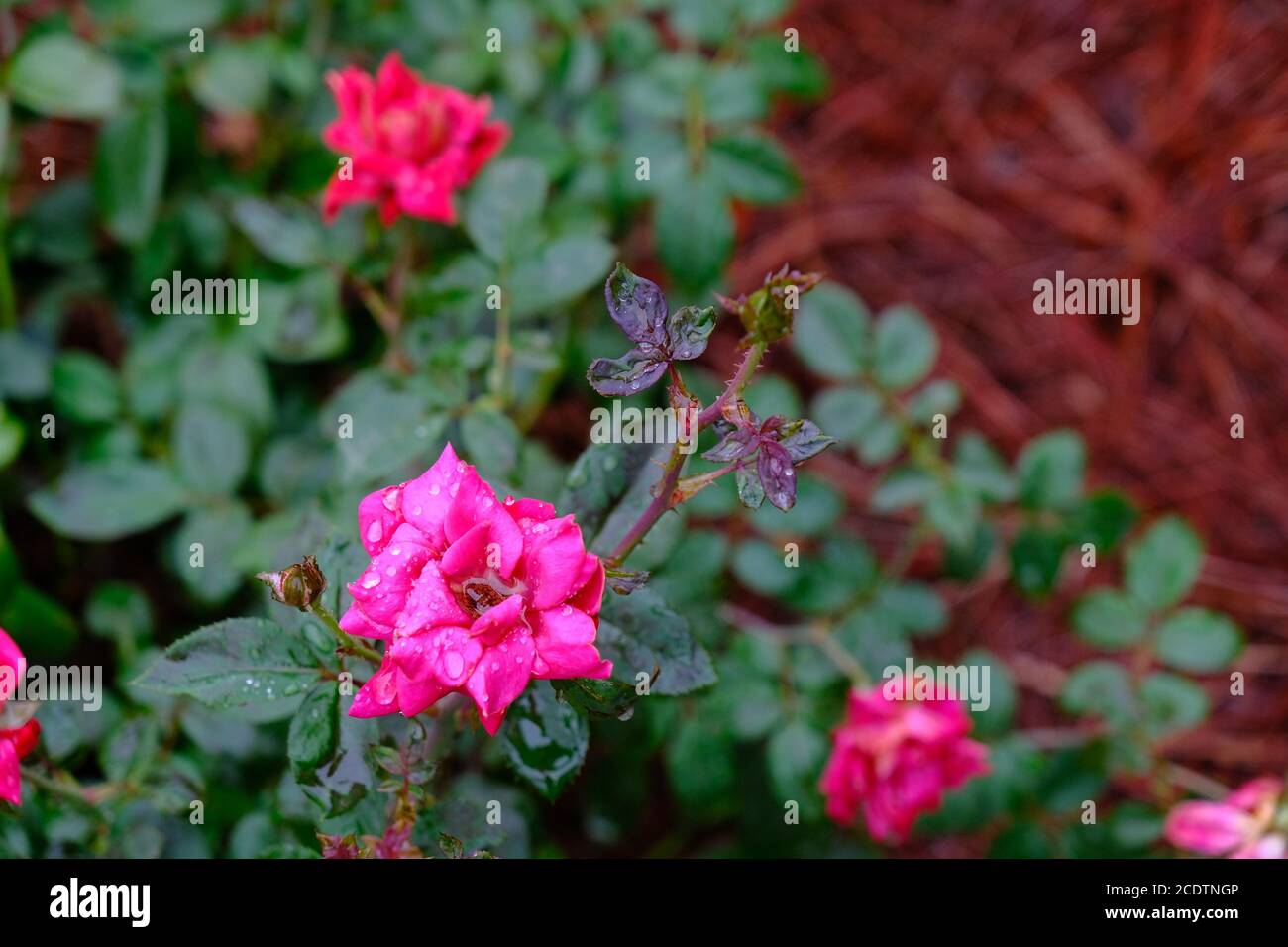 Red and Pink Roses in Rain Stock Photo - Alamy