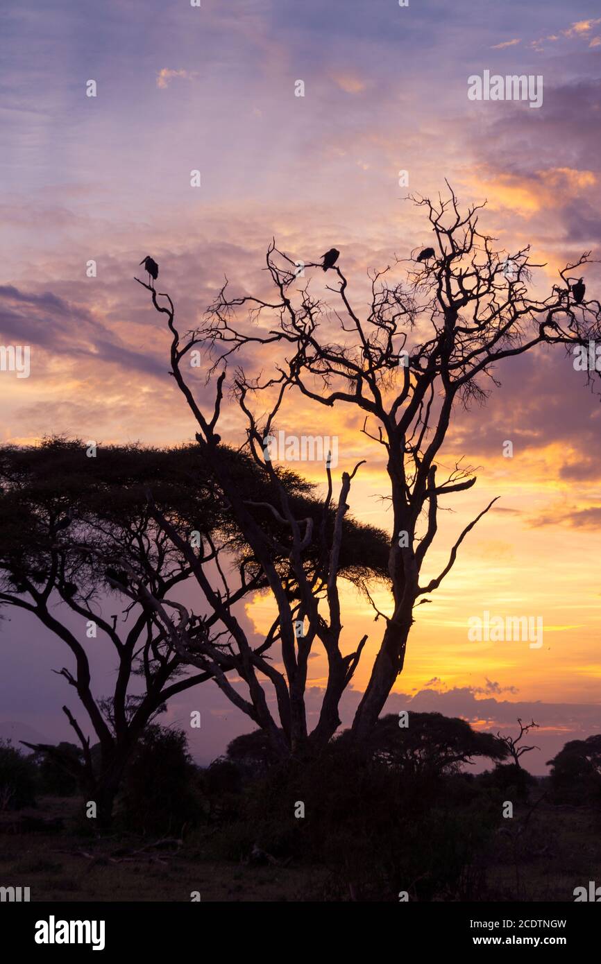 Kenya sunset hi-res stock photography and images - Alamy