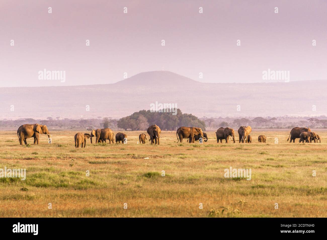 A tribe of elephants Stock Photo - Alamy
