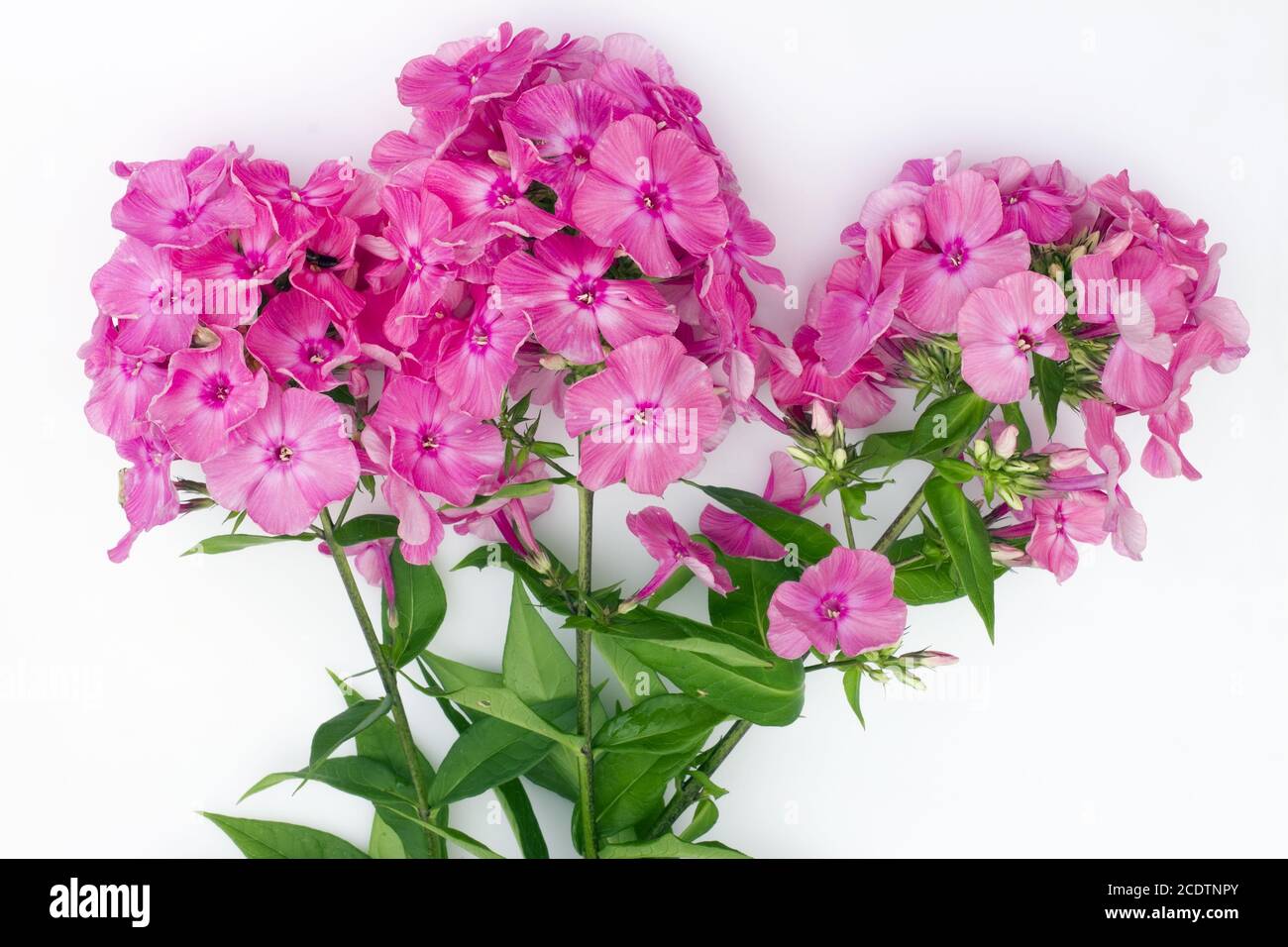 July pink phloxes lies on a white rural table Stock Photo - Alamy