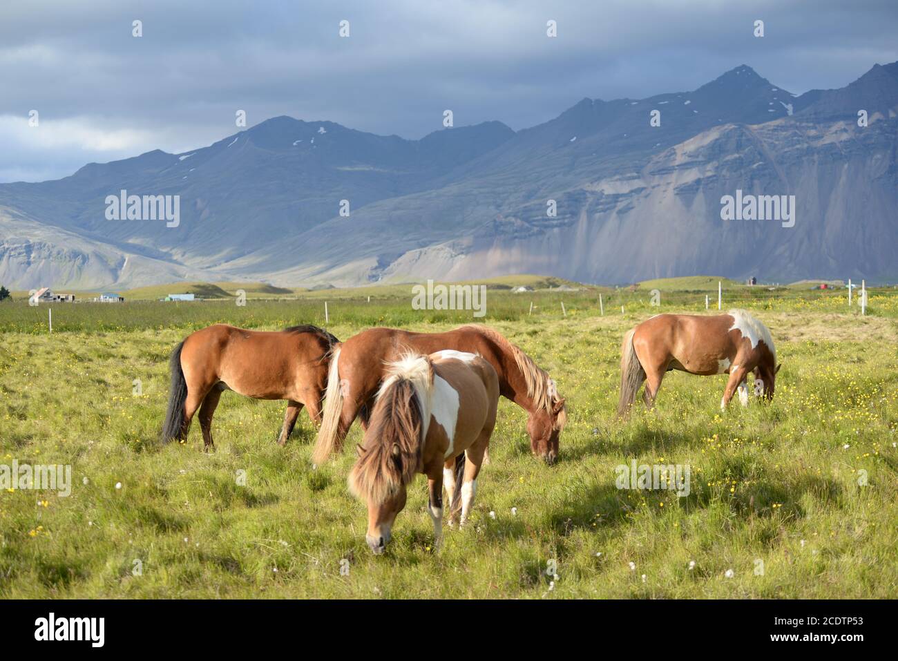 Island ponys hi-res stock photography and images - Alamy