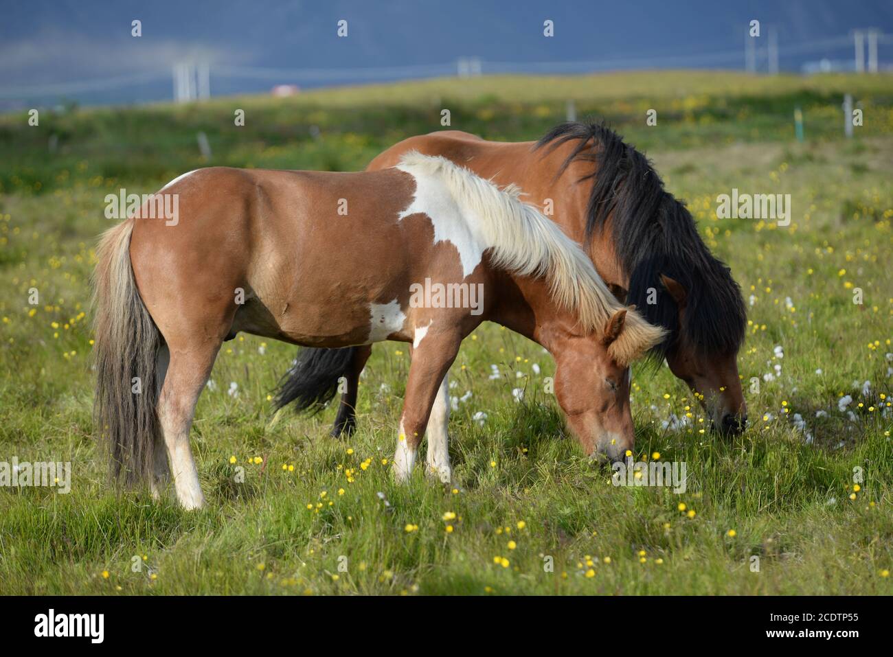 Island ponys hi-res stock photography and images - Alamy