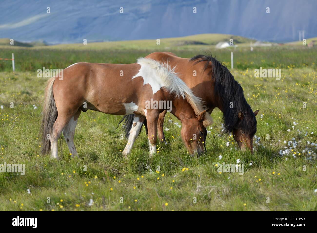Island ponys hi-res stock photography and images - Alamy