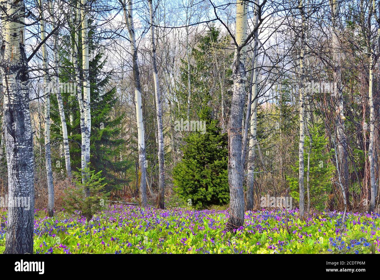 Spring wild flowers carpet in the forest Stock Photo - Alamy