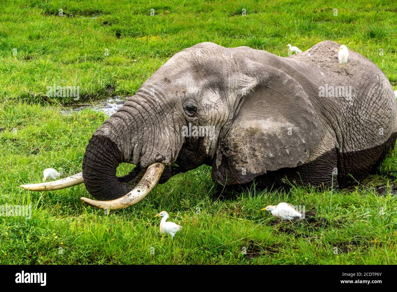 African elephant eating kenya hi-res stock photography and images - Alamy