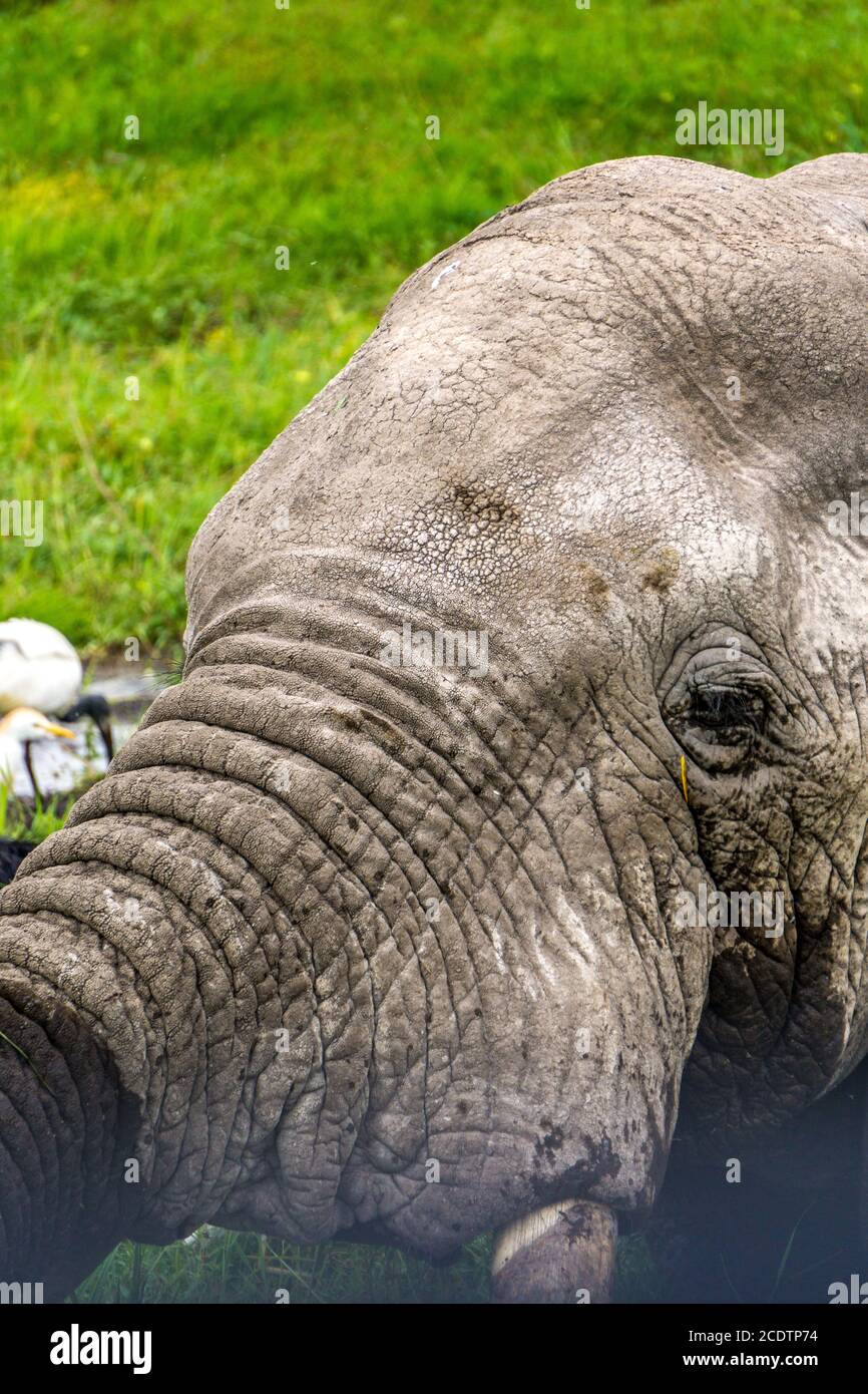 Elephant face hi-res stock photography and images - Alamy
