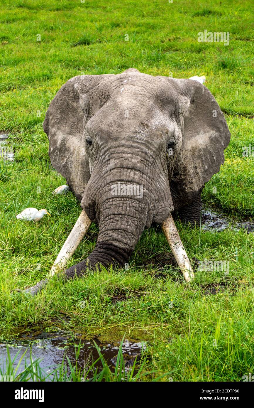 Big elephant hi-res stock photography and images - Alamy