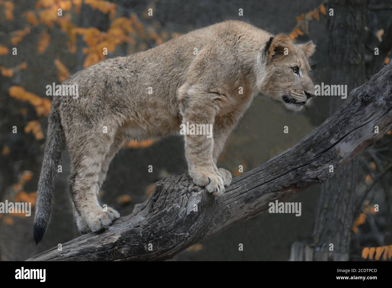 Young lion hi-res stock photography and images - Alamy