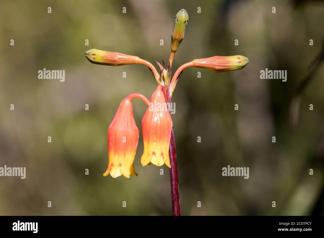 Christmas bells flower hi-res stock photography and images - Alamy
