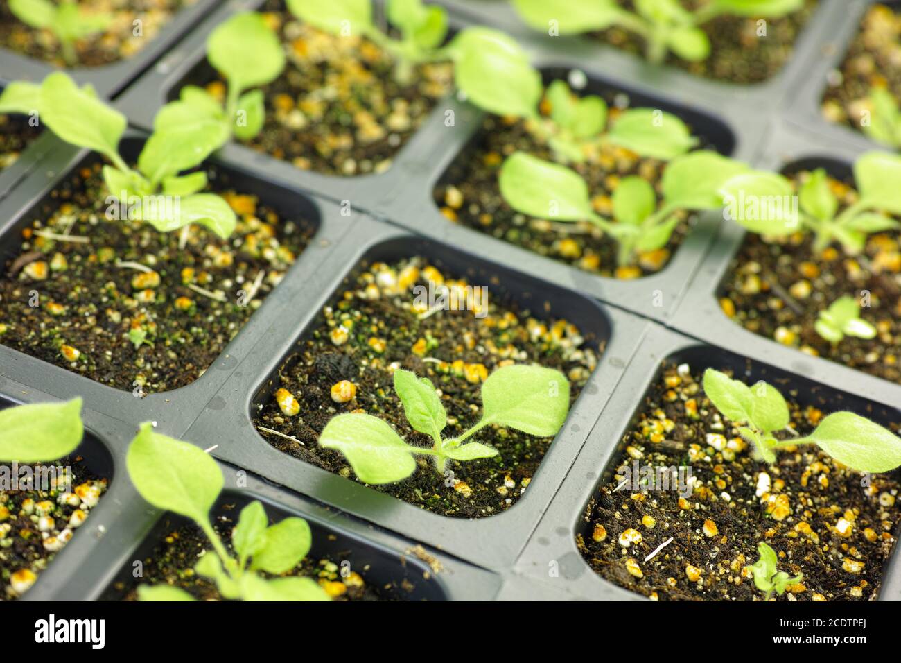 model plants in the growth chamber Stock Photo - Alamy
