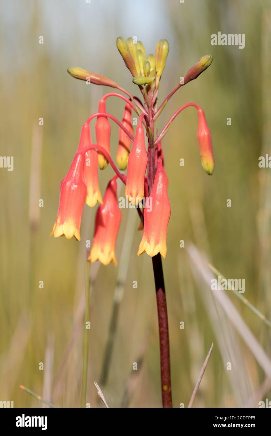 Christmas bells flower hi-res stock photography and images - Alamy