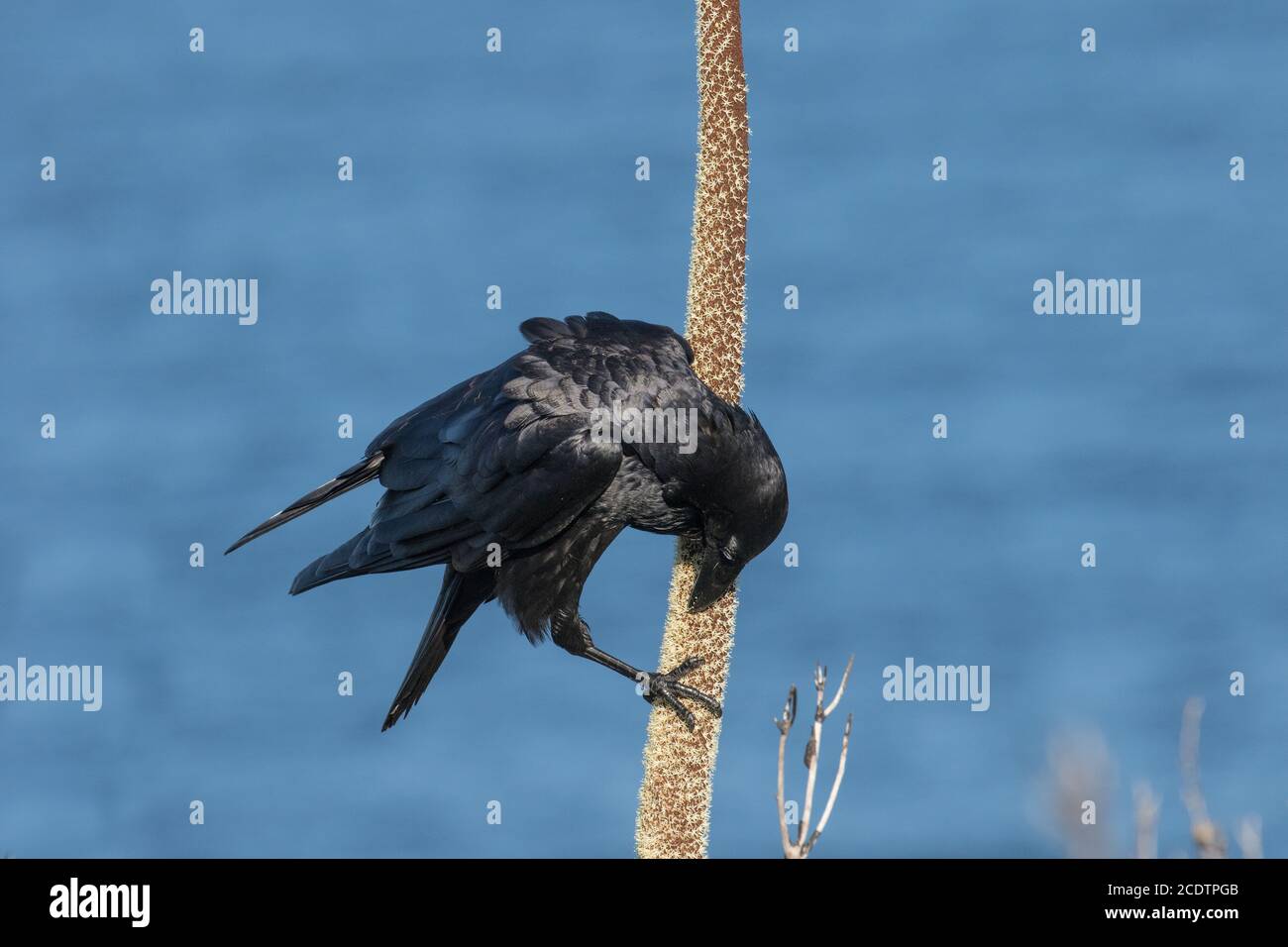 Tree spike hi-res stock photography and images - Alamy