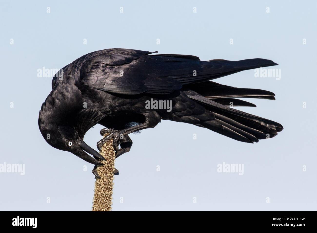 Raven feeding hi-res stock photography and images - Alamy