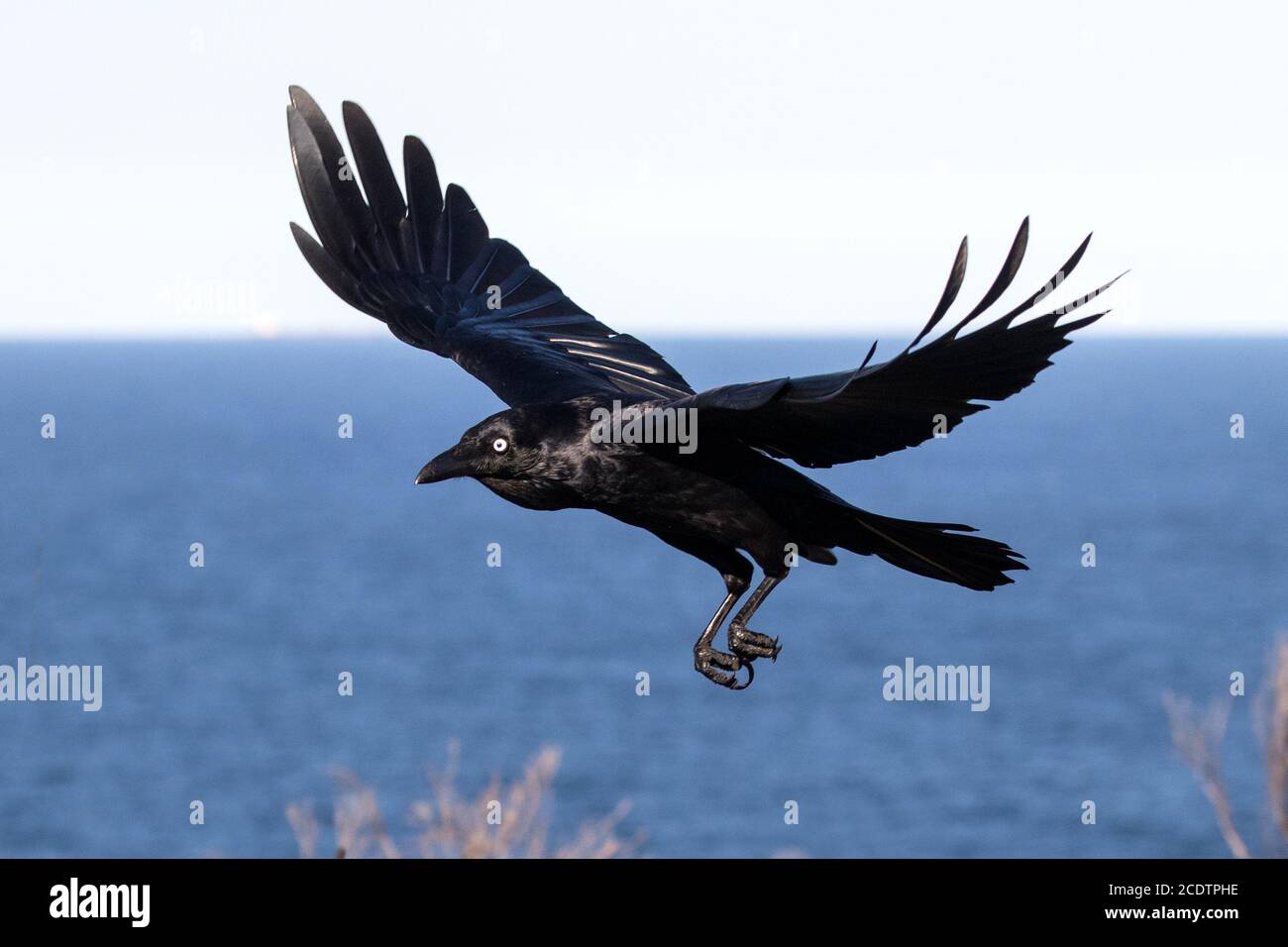 Australian Raven in flght with blue water background Stock Photo - Alamy