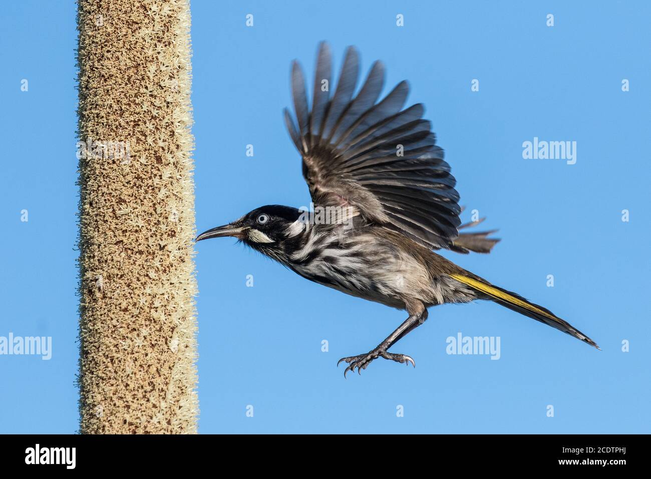 New Holland Honeyeater feeding on nectar from an Oval Grass Tree flower ...