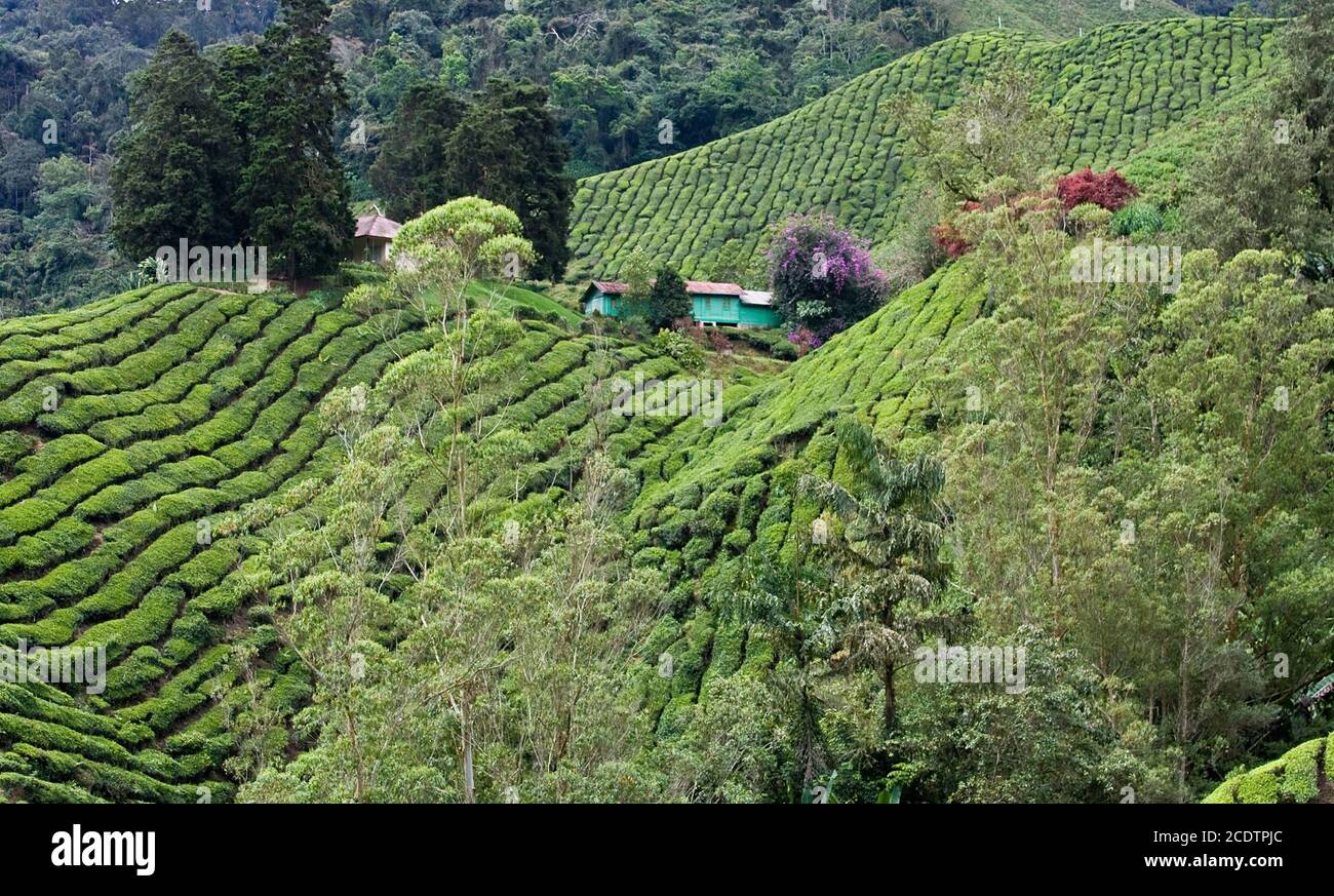 cameron highlands tea plantation Stock Photo - Alamy