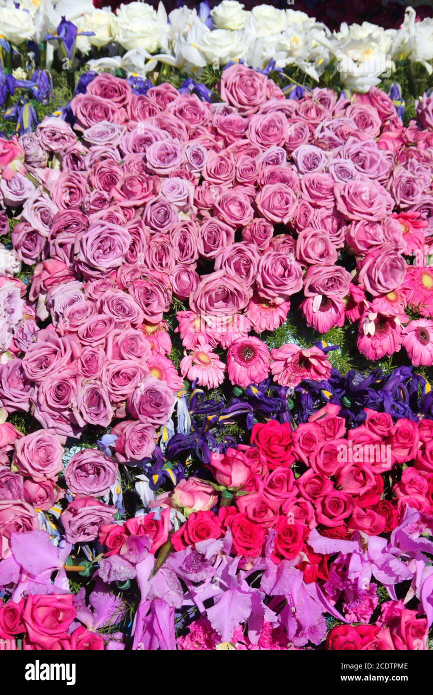 Cluster of roses hi-res stock photography and images - Alamy