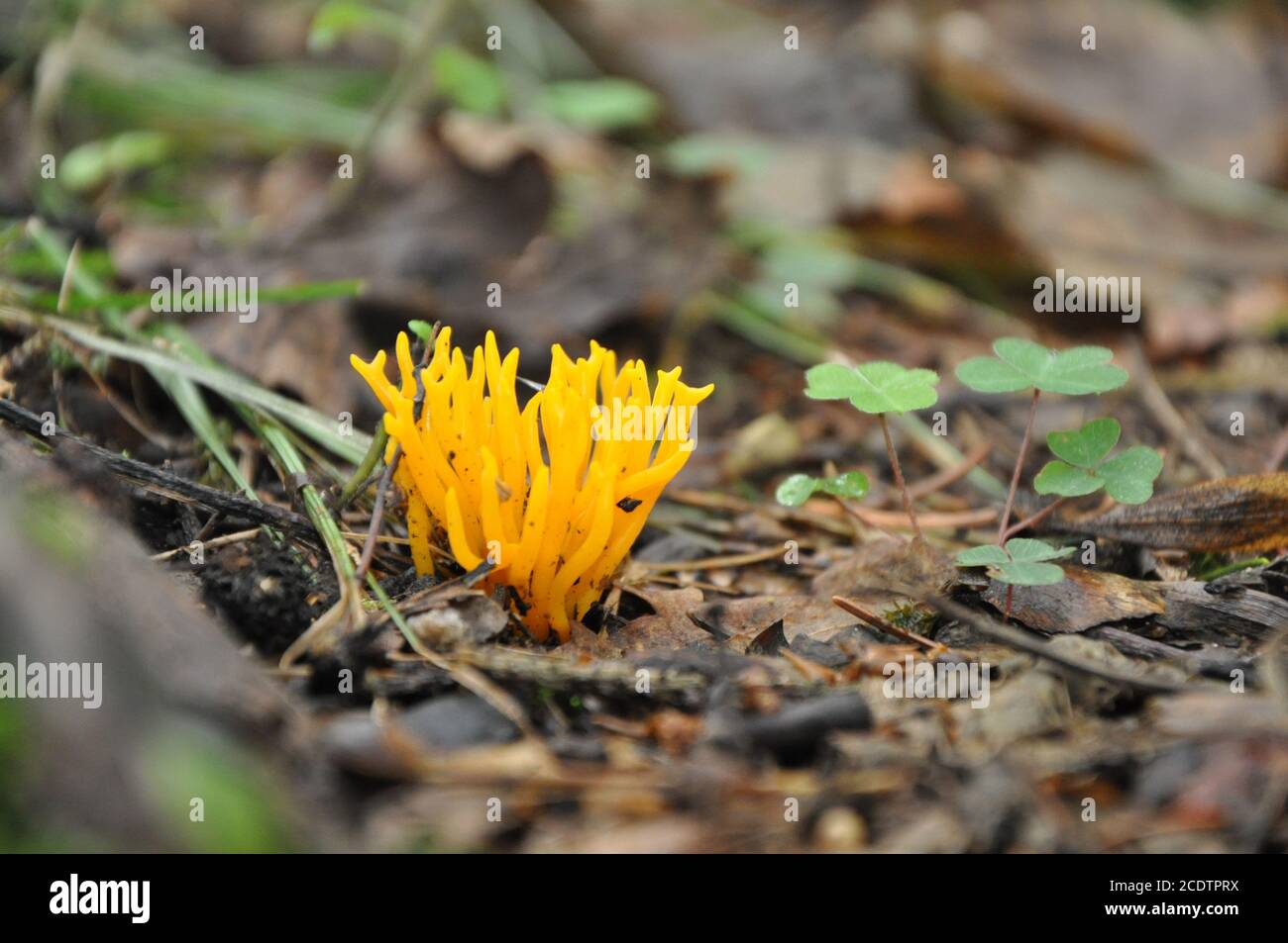 Golden coral fungus ramaria aurea hi-res stock photography and images ...