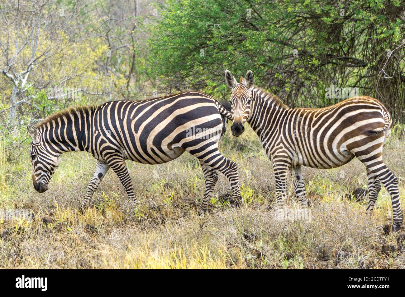 Wildlife with two zebras Stock Photo - Alamy