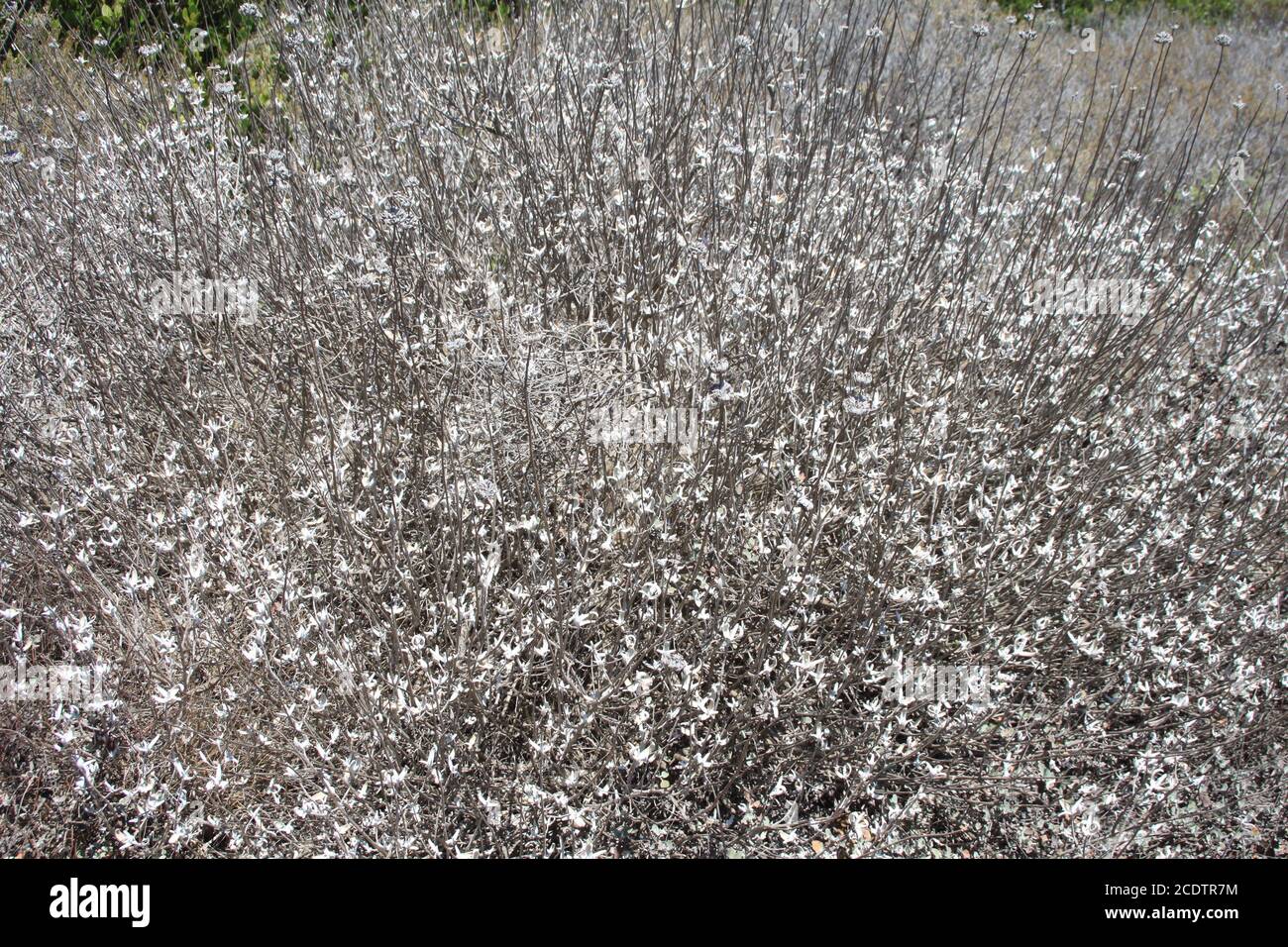 Cluster Foliage High Resolution Stock Photography and Images - Alamy