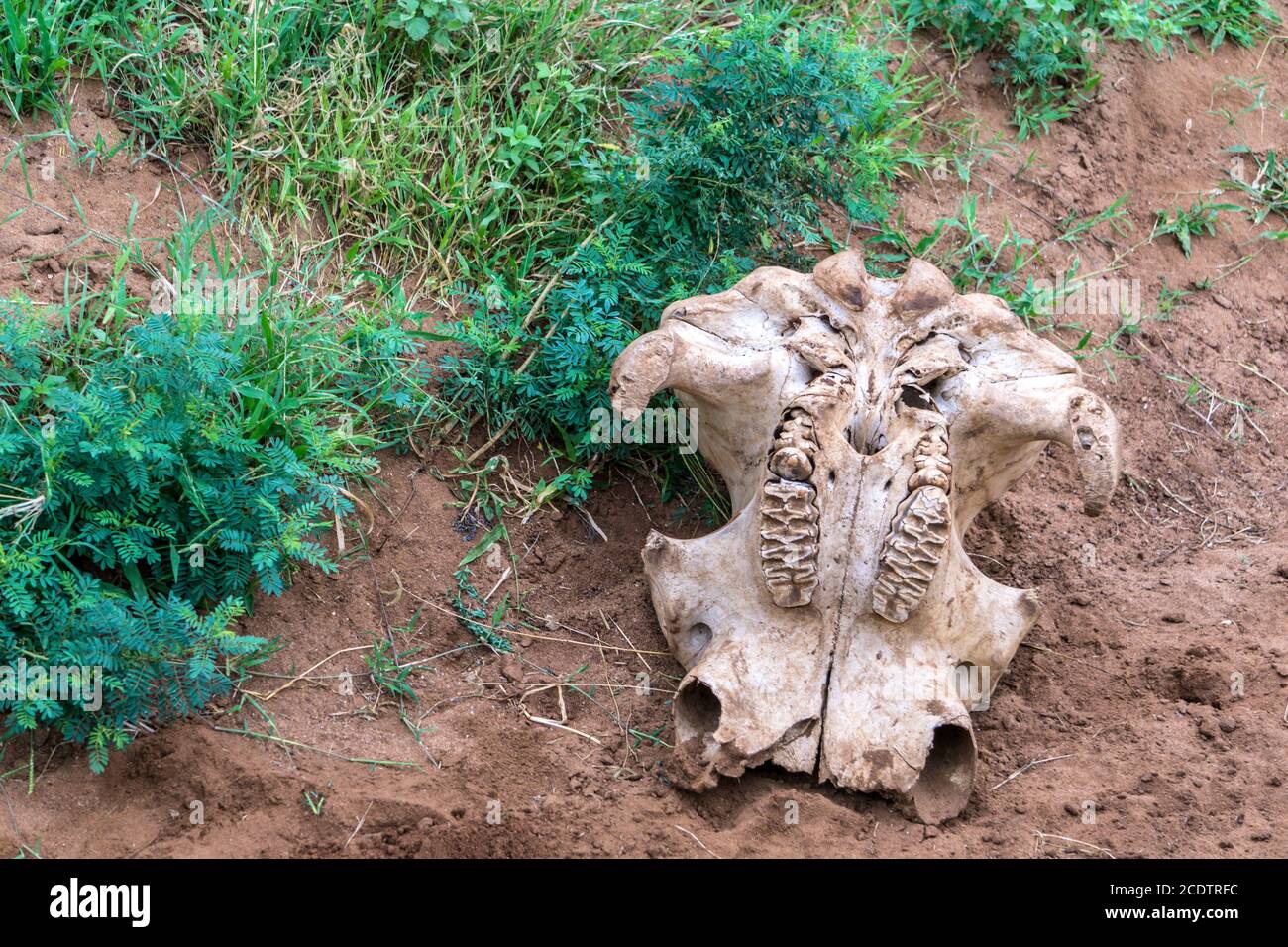 Animal bones in Africa Stock Photo - Alamy
