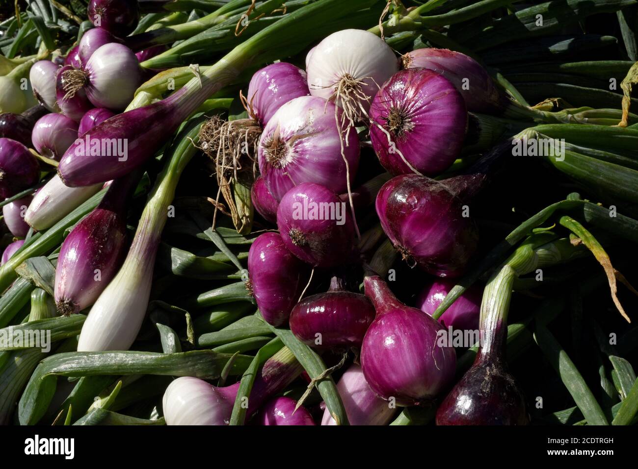 Food menu fresh meal hi-res stock photography and images - Alamy