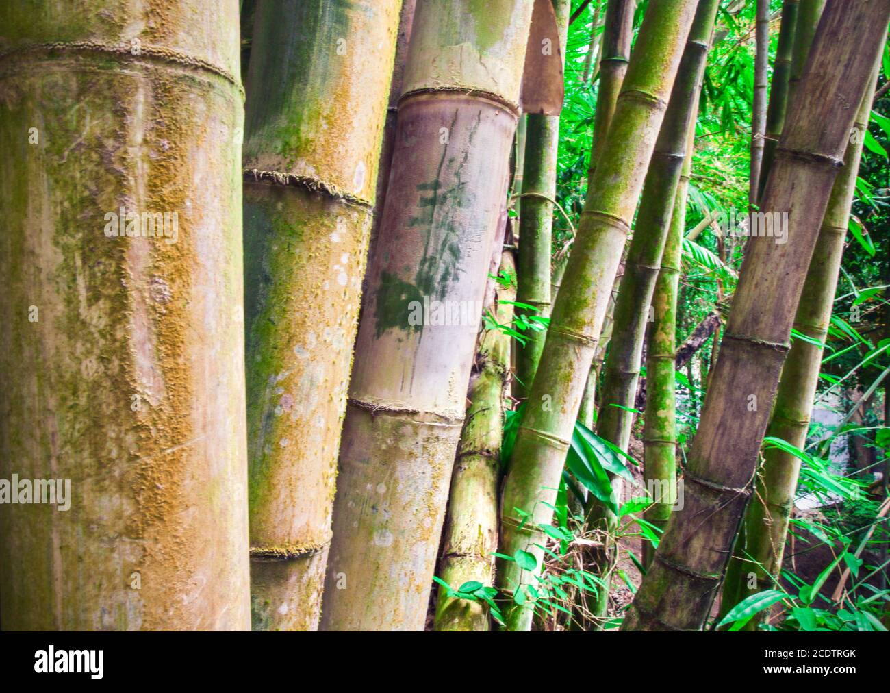 Bamboo m hi-res stock photography and images - Alamy
