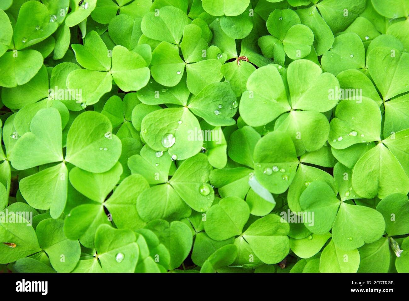 green clover background Stock Photo - Alamy
