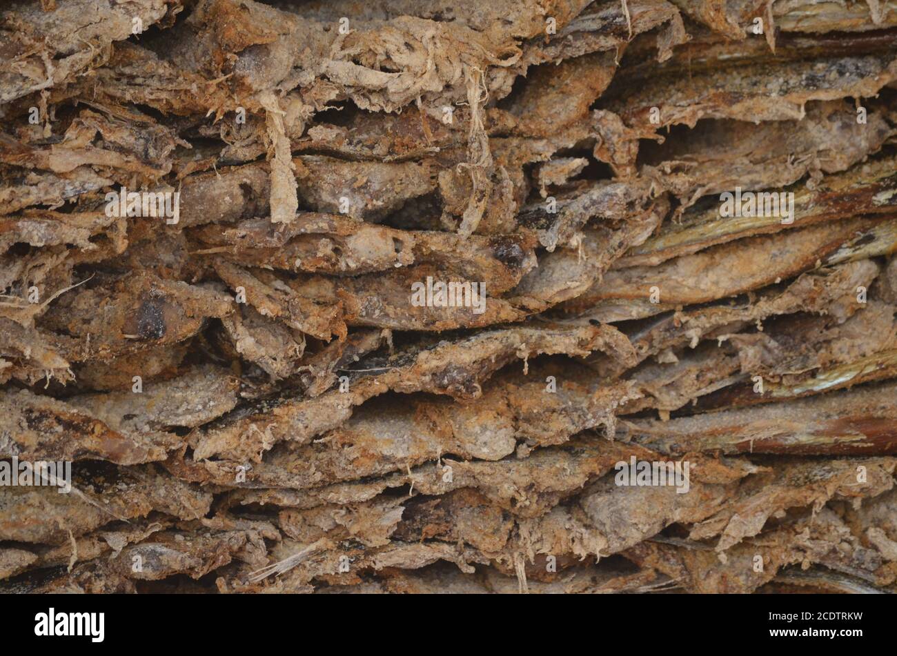Racks of sun-dried (guédj), salted and/or smoked fish (kétiakh) in ...