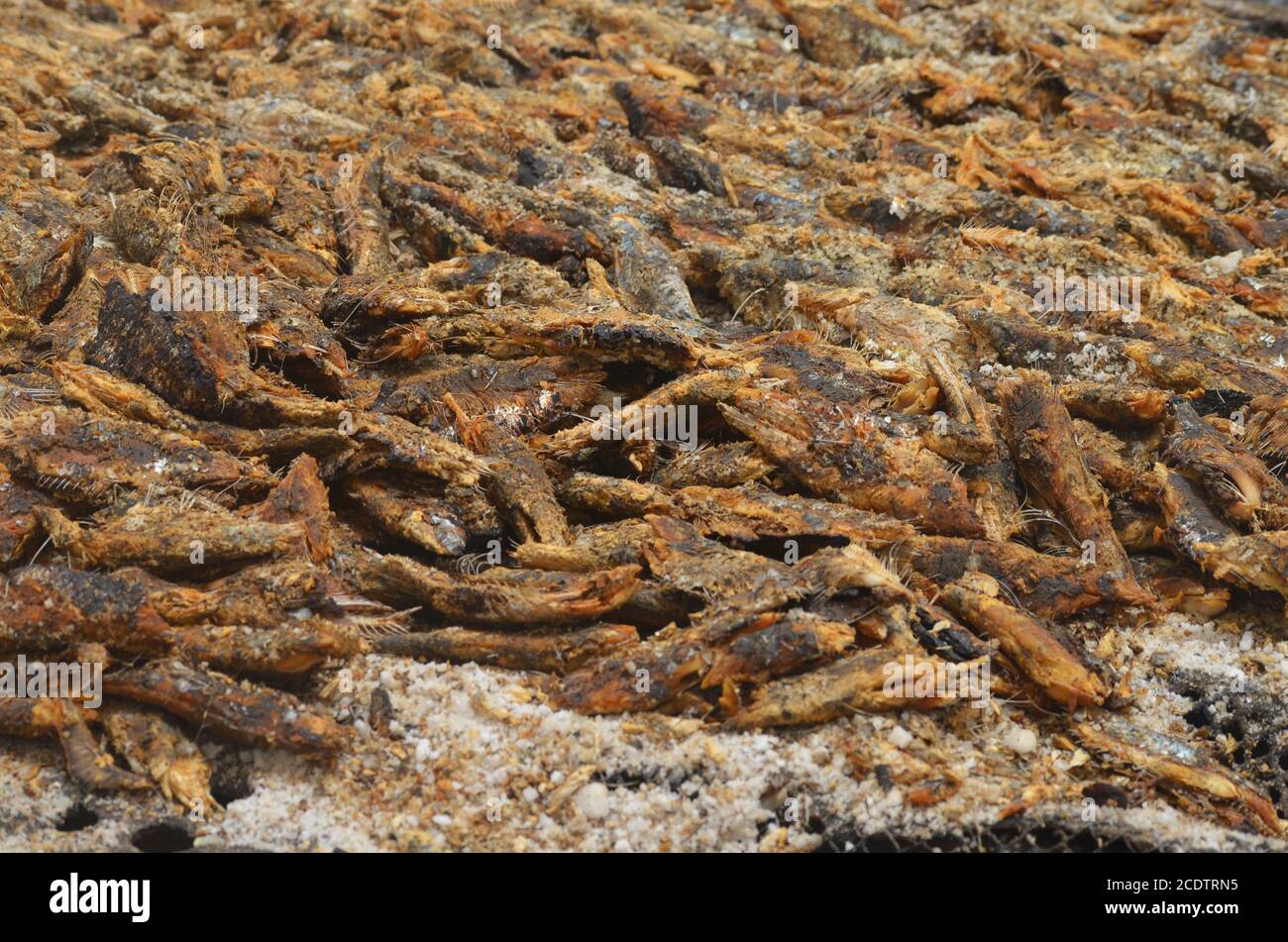 Racks of sun-dried (guédj), salted and/or smoked fish (kétiakh) in ...
