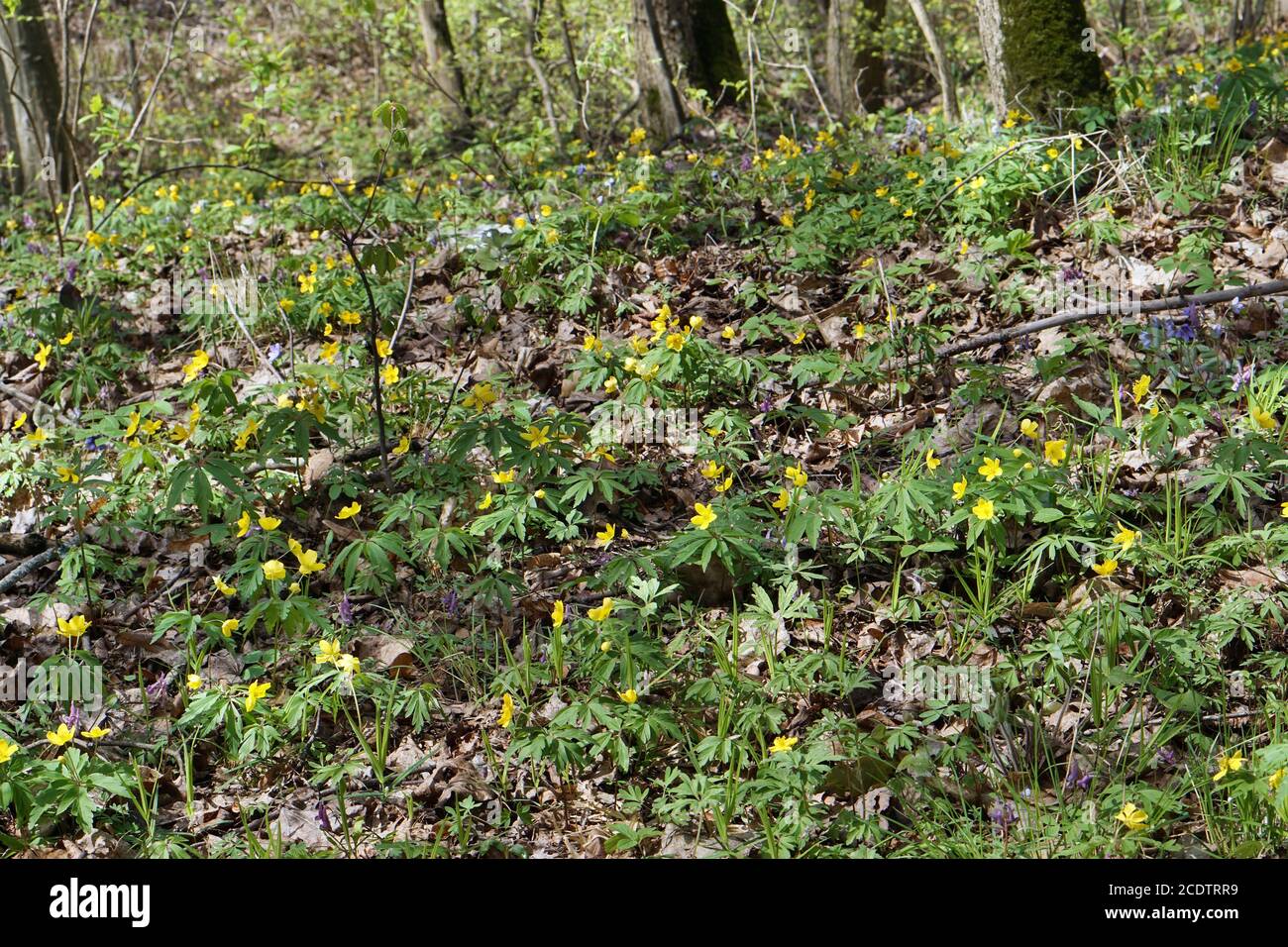 Simple yellow flowers hi-res stock photography and images - Alamy