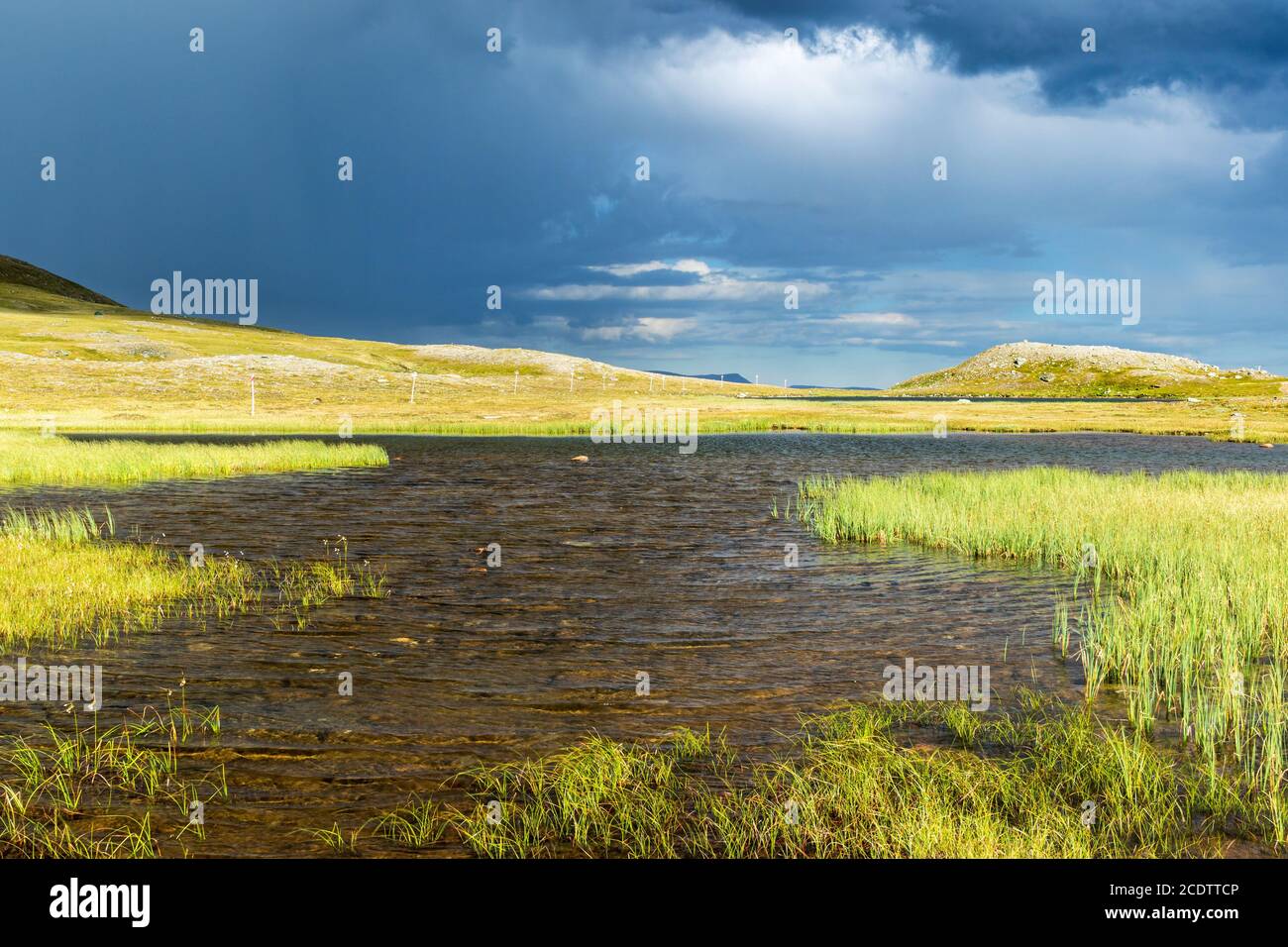 Into the dark wilderness hi-res stock photography and images - Alamy