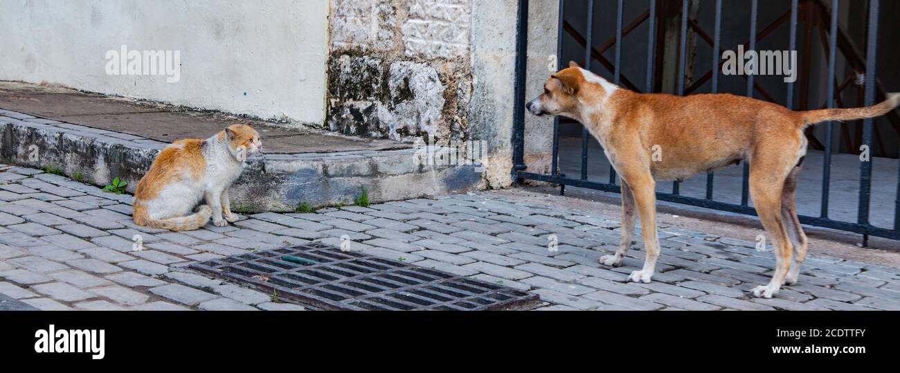 Picture big cat brown hi-res stock photography and images - Alamy
